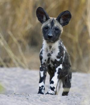 Afrikanischer Wildhund — African hound, Three-color jackal ...