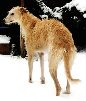 American Staghound — Staghound — Temperament, Charakteristik, Bilder ...