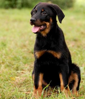 Beauceron — French Shorthaired Shepherd, Beauce Shepherd, Berger de ...