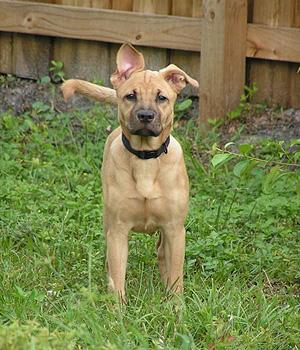 Blackmouth Cur — Southern Cur, Yellow Blackmouth Cur, Blackmouth Cur ...