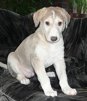 Chart Polski — Polish Sighthound, Chart Polski (Polish) — Temperament ...