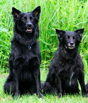 Croatian Sheepdog — Hrvatski ovčar, Kroatischer Schaferhund ...