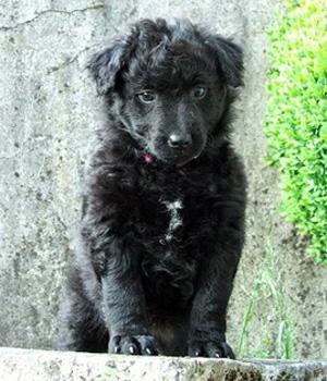 Croatian Sheepdog — Hrvatski ovčar, Kroatischer Schaferhund ...