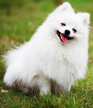 Deutscher Spitz — Großspitz, Mittelspitz, Kleinspitz, Zwergspitz ...