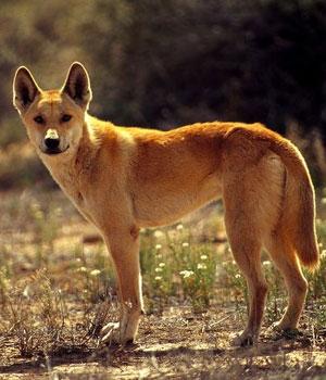 Dingo — Australian wild dog, Canis lupus dingo — Temperament ...