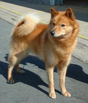 Finnischer Spitz — Finnish Hunting Dog, Finnish Spets, Finsk Spets ...