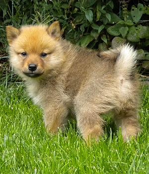 Finnischer Spitz — Finnish Hunting Dog, Finnish Spets, Finsk Spets ...