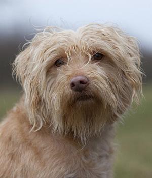 Hollandse Smoushond — Dutch Ratter, Hollandse Smoushond — Temperament ...