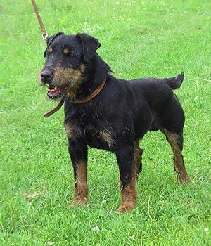 Jagdterrier — Deutscher Jagdterrier, German Jagdterrier, German Hunting ...