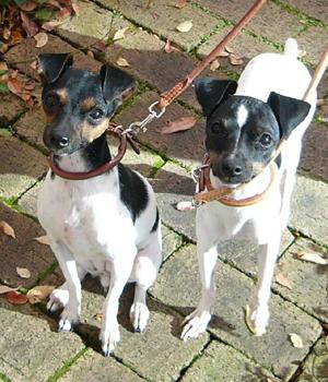 Japanischer Terrier — Nippon Terrier, Nihon Teria, Nihon Terrier, Kobe ...