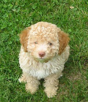 Lagotto Romagnolo — Romagna Water Dog, Lagotto, Water Dog of Romagna ...