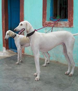Mudhol Hound — Mudhol Dog, Caravan Hound, Karwani, Lahori Pashmi ...