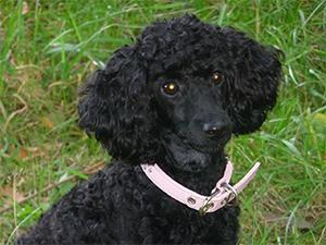 Pudel — Pudle,Caniche,Barbone — Temperament, Charakteristik, Bilder ...