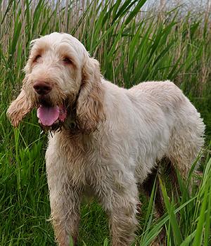 Spinone Italiano — Spinone, Italian Spinone, Italian Griffon, Italian ...
