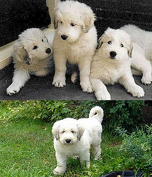 Südrussischer Owtscharka — Южнорусская овчарка (Juschnorusskaja ...